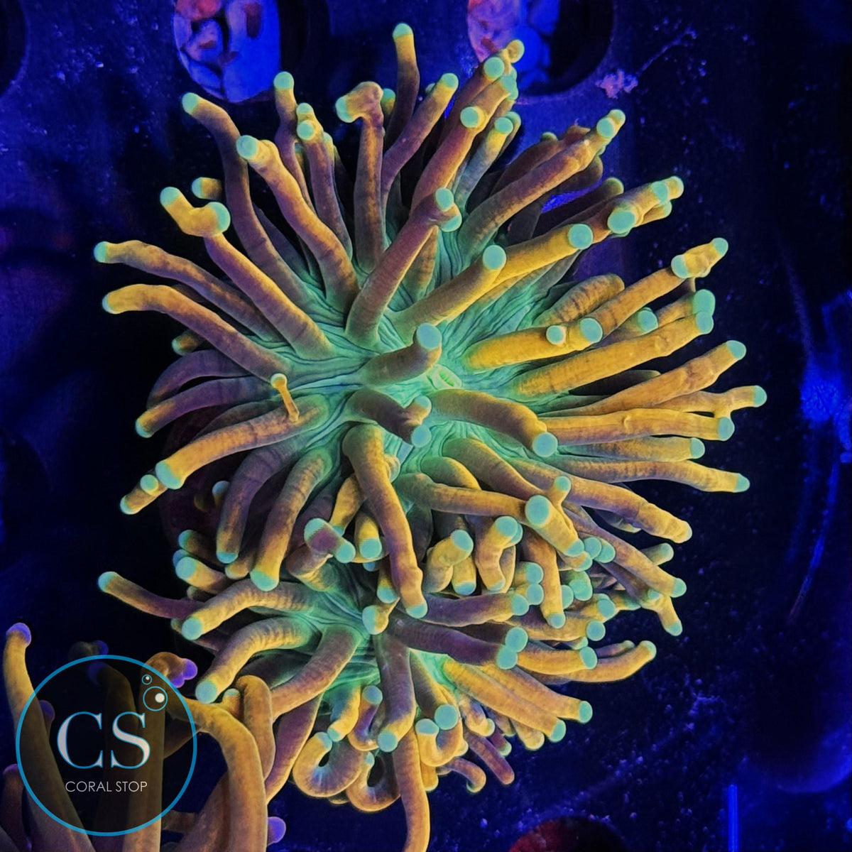 SPLITTING BANANA GRAIL TORCH – Coral Stop