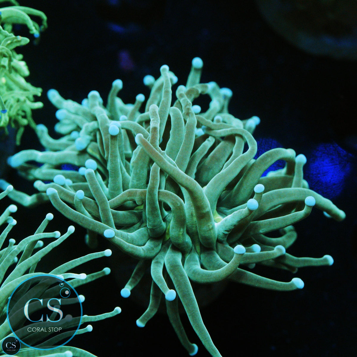 TURQUOISE TORCH – Coral Stop