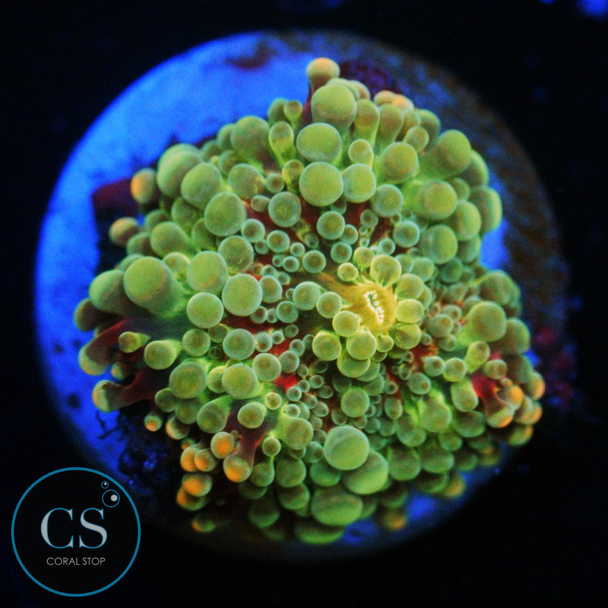 RAINBOW MALAYSIAN YUMA MUSHROOM – Coral Stop