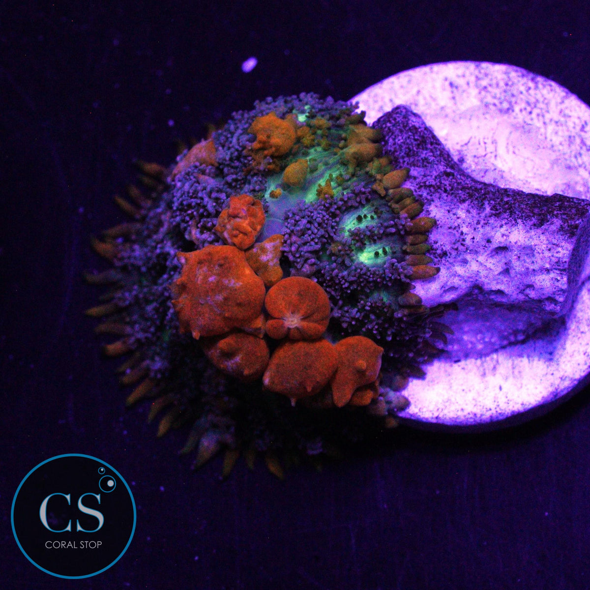 WWC SUNKIST BOUNCE MUSHROOM – Coral Stop