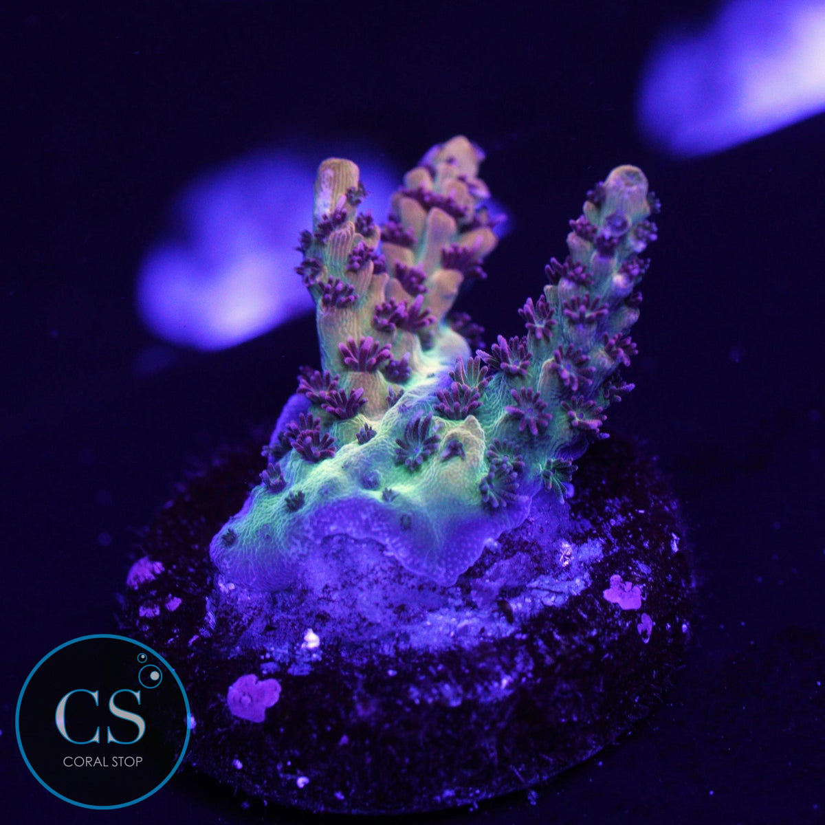 TYREE PINK LEMONADE ACRO – Coral Stop