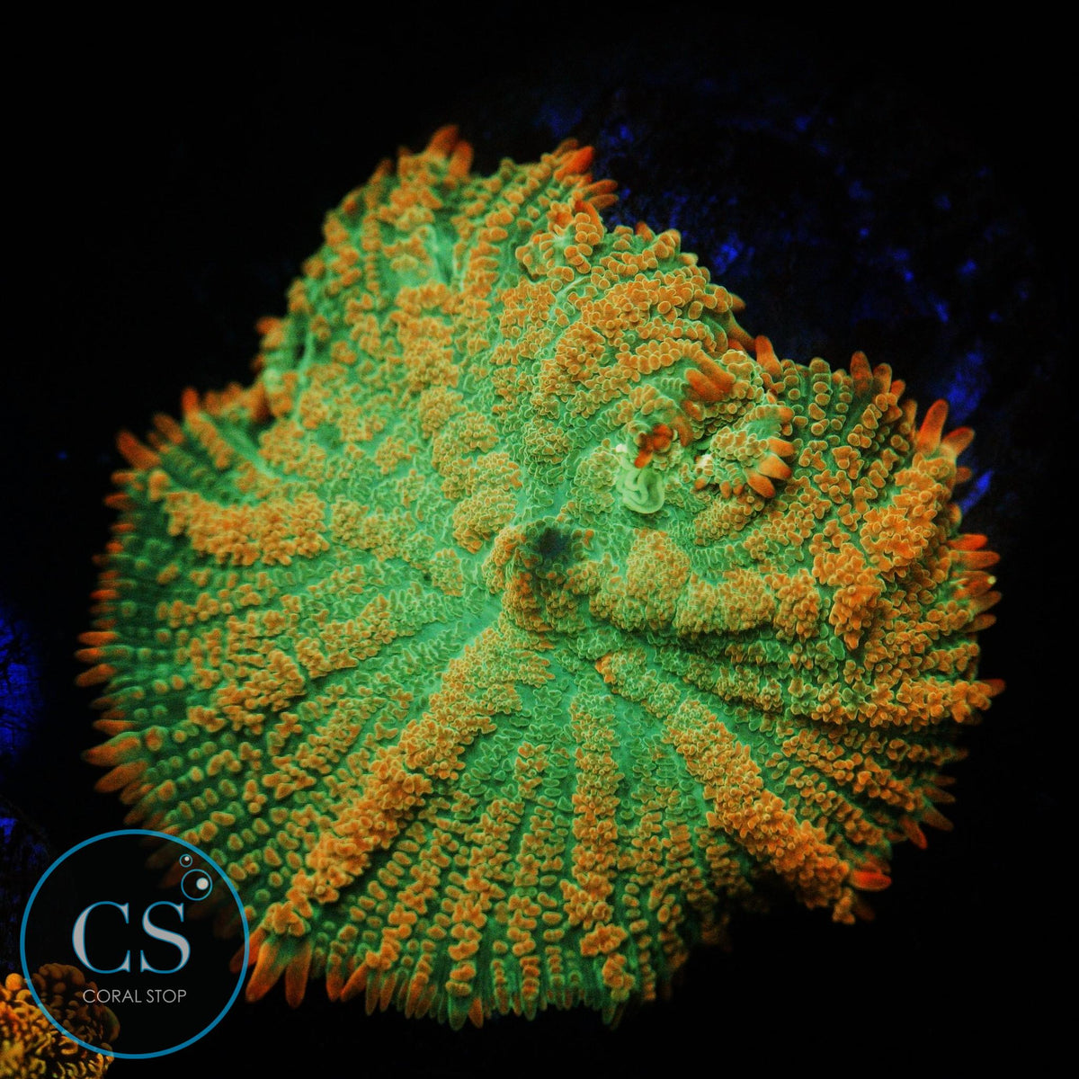 TEQUILA SUNRISE MUSHROOM – Coral Stop