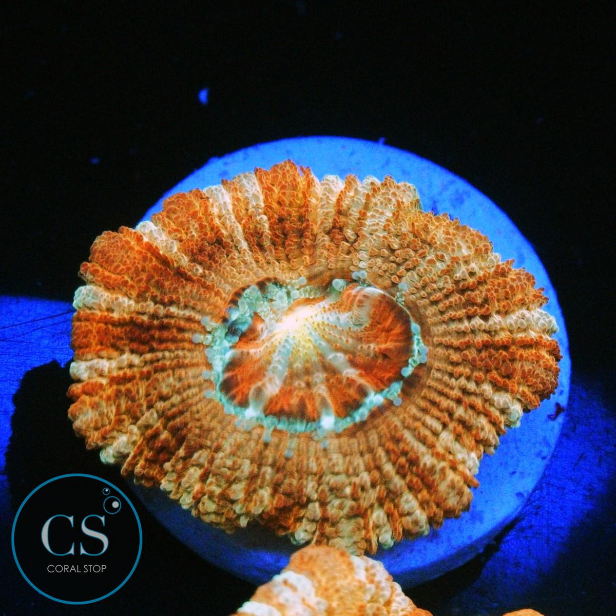 HALLUCINATION ASIAN ACAN – Coral Stop