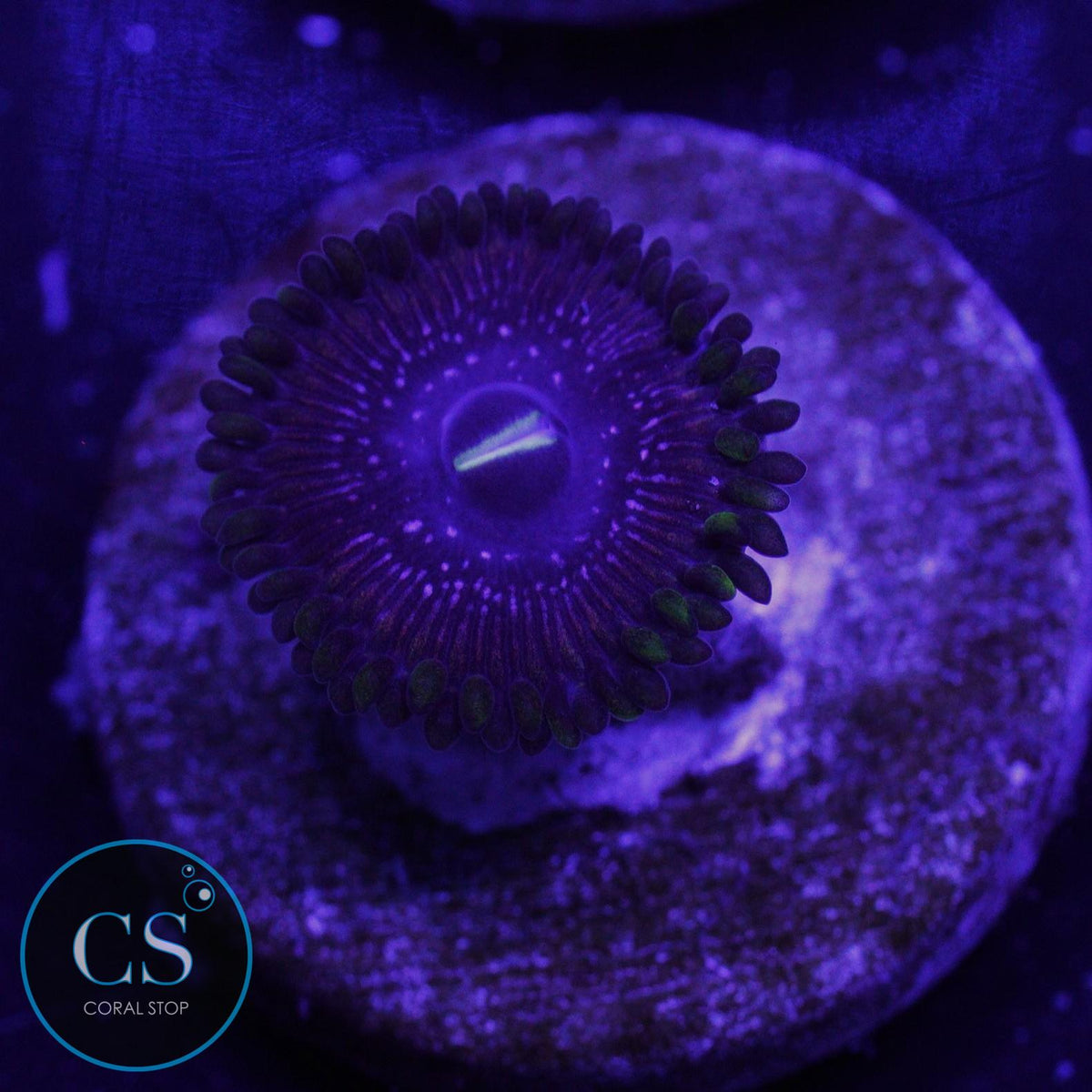 GB PRINCESS STRAT ZOA – Coral Stop