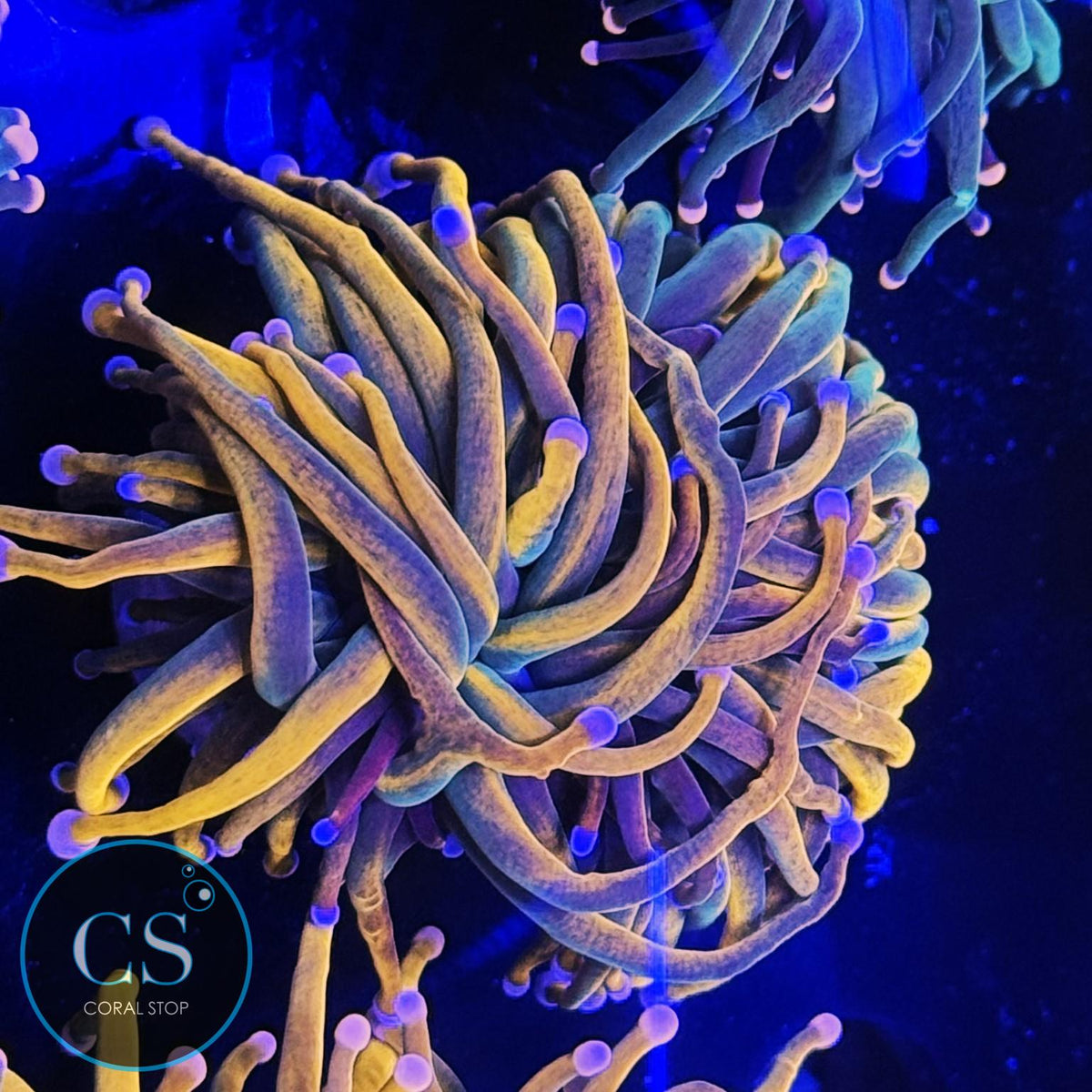 RAPUNZEL GRAIL GOLD TORCH – Coral Stop