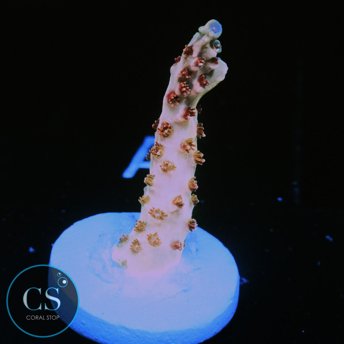 CS RASPBERRY SHORTCAKE ACRO – Coral Stop