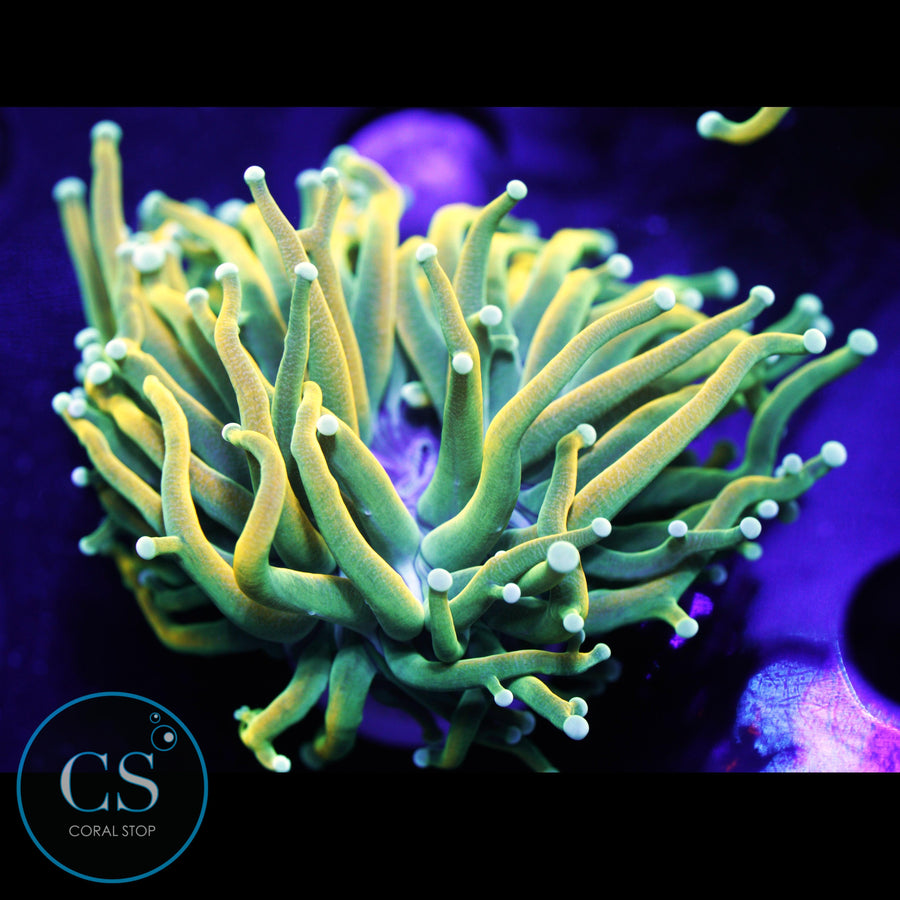 SUN GOD GOLD TORCH – Coral Stop