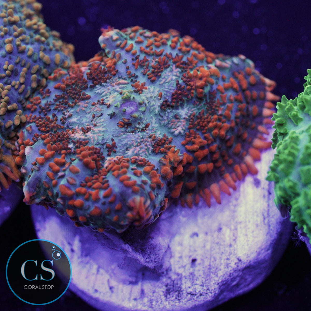 ULTRA BULLSEYE MUSHROOM – Coral Stop