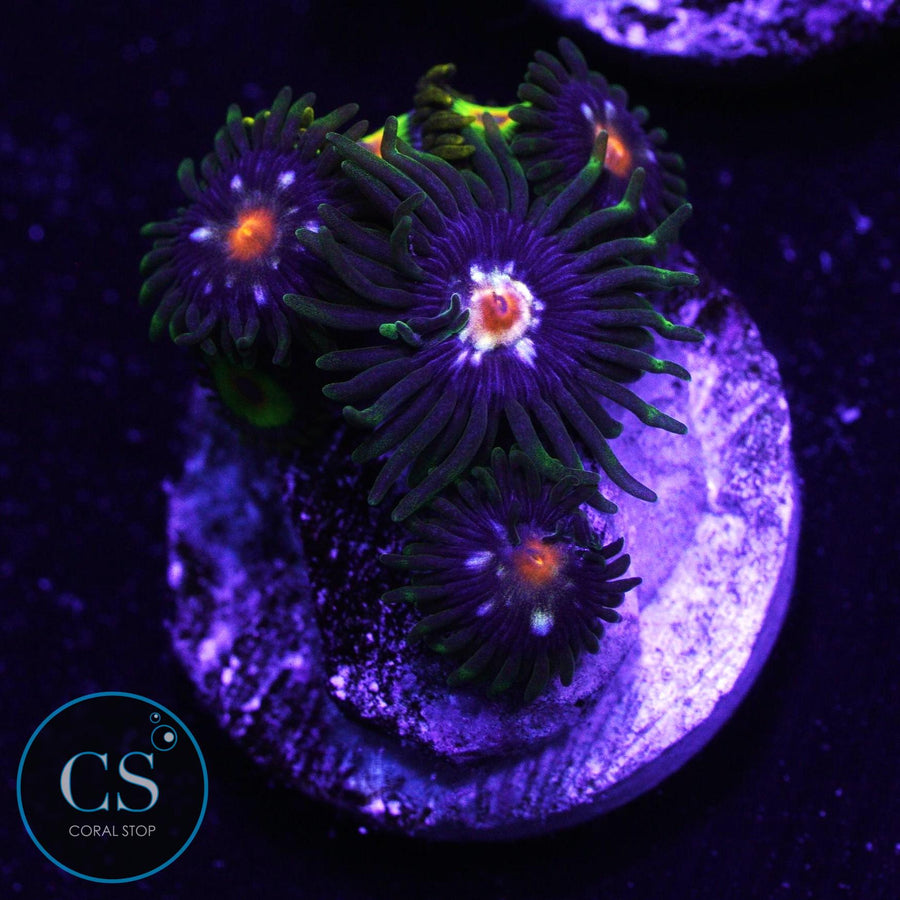 JF Stargazer / Rasta Zoa – Coral Stop