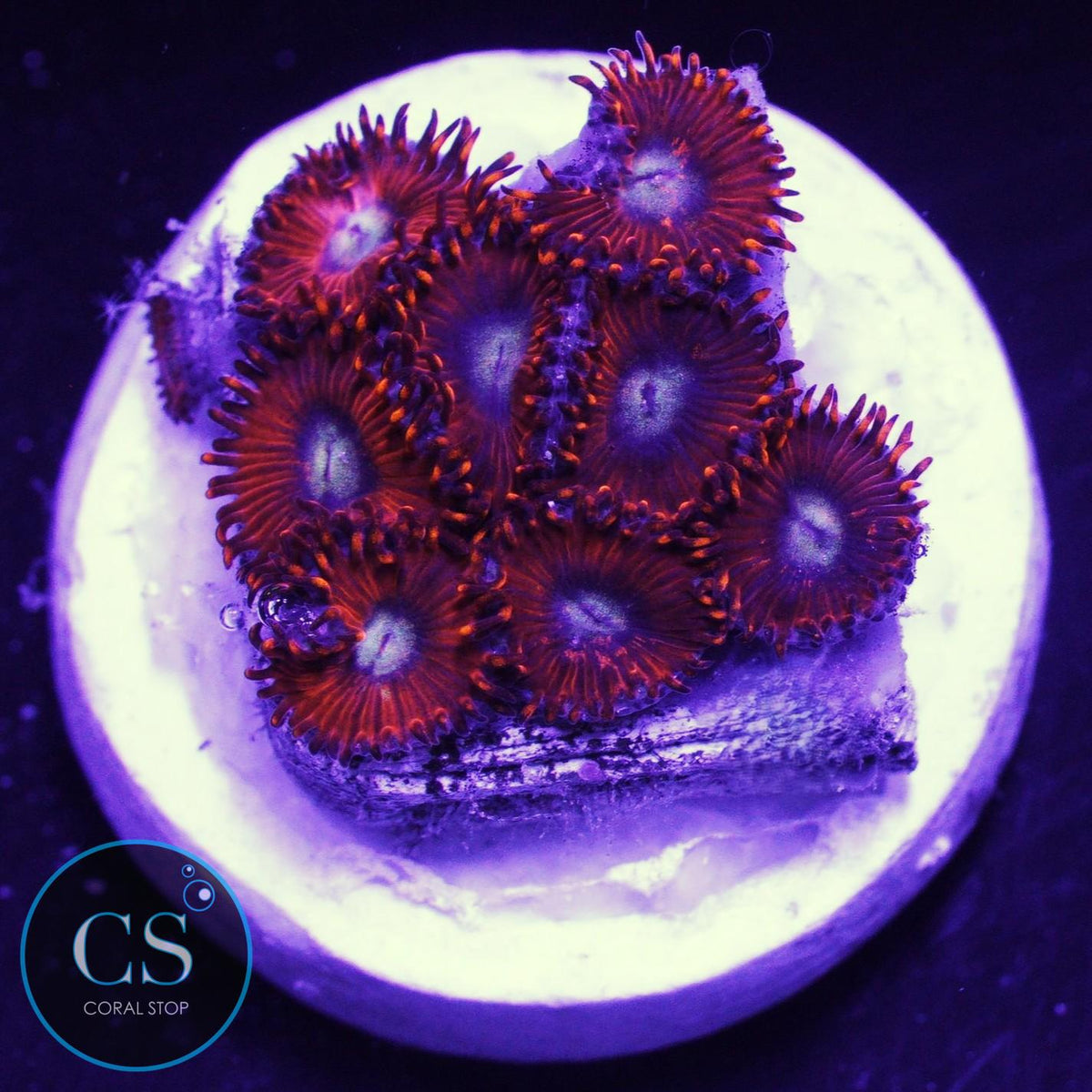 Charmander Zoa – Coral Stop