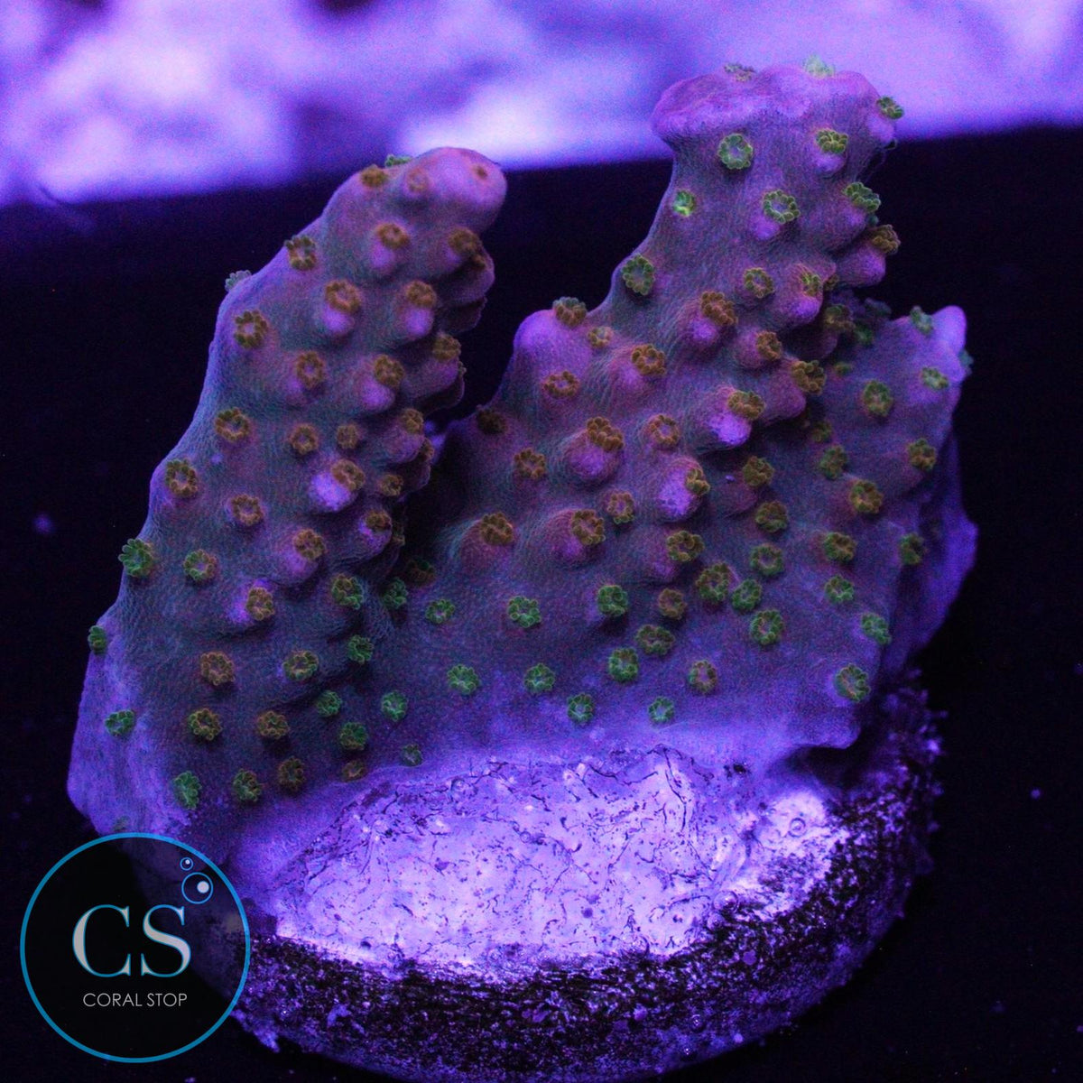 R66 MERLIN STAFF ACRO – Coral Stop