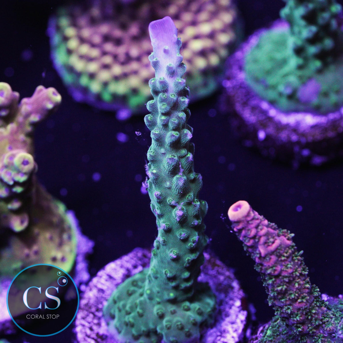 Paletta Tricolor Acro – Coral Stop