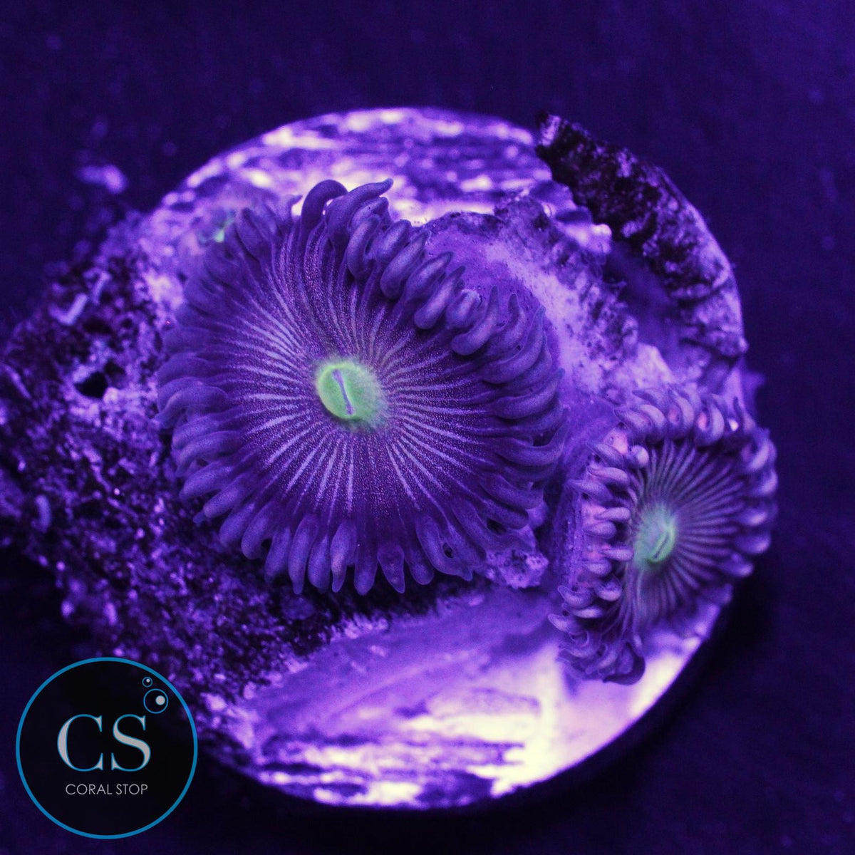 Hawk Eye Zoa – Coral Stop