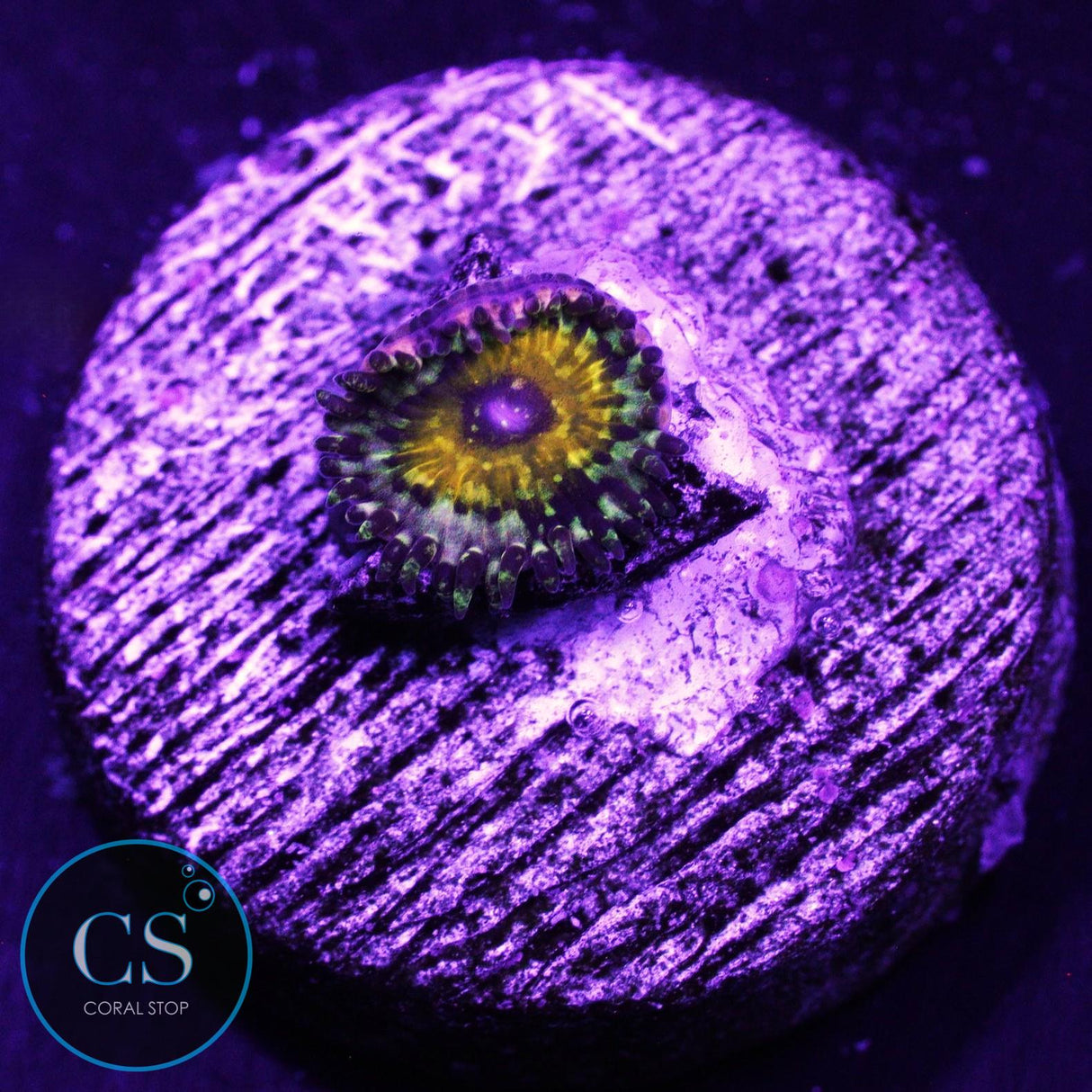NYRA God Beast Zoa – Coral Stop