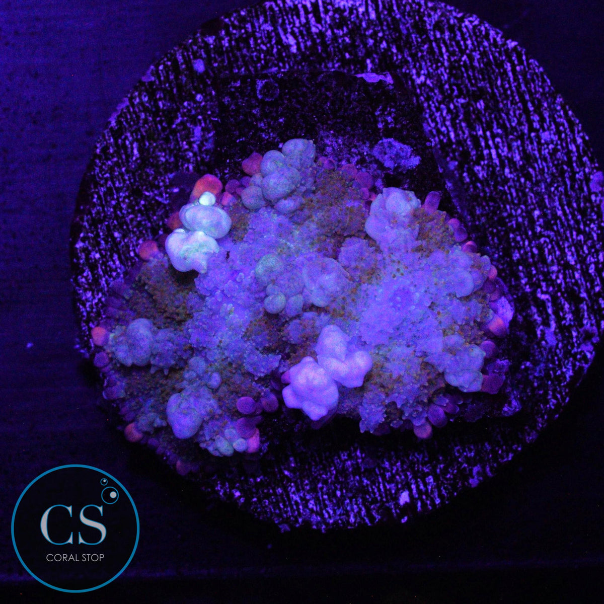 O7C RAINBOW BOUNCE DOUBLE MUSHROOM – Coral Stop