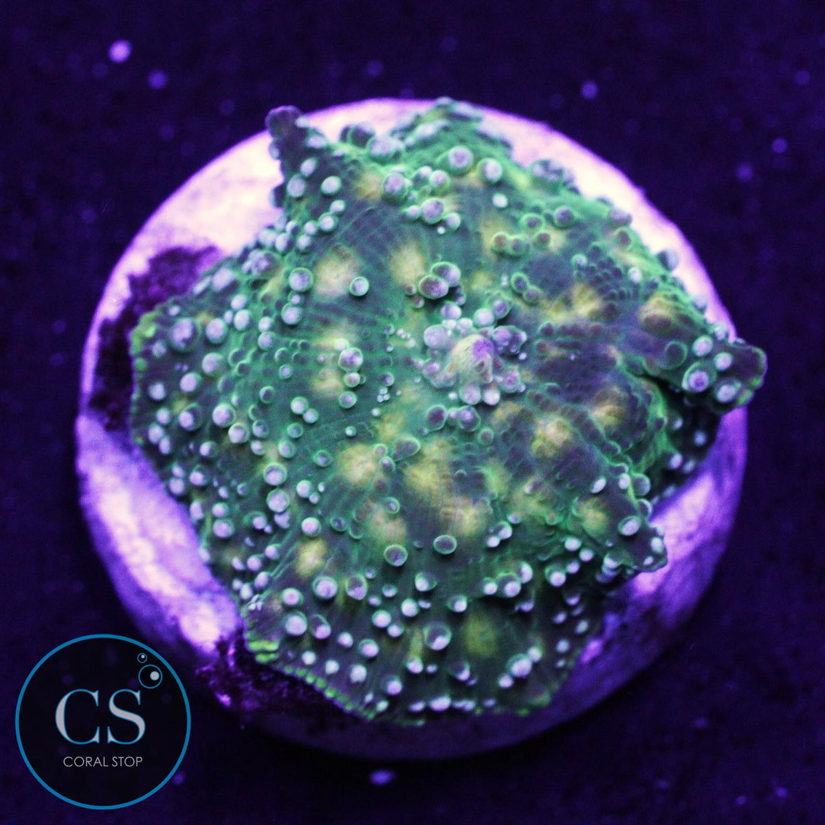 Frostbite Mushroom – Coral Stop
