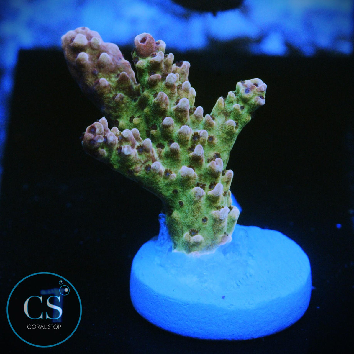 PINK CADILLAC ACRO – Coral Stop