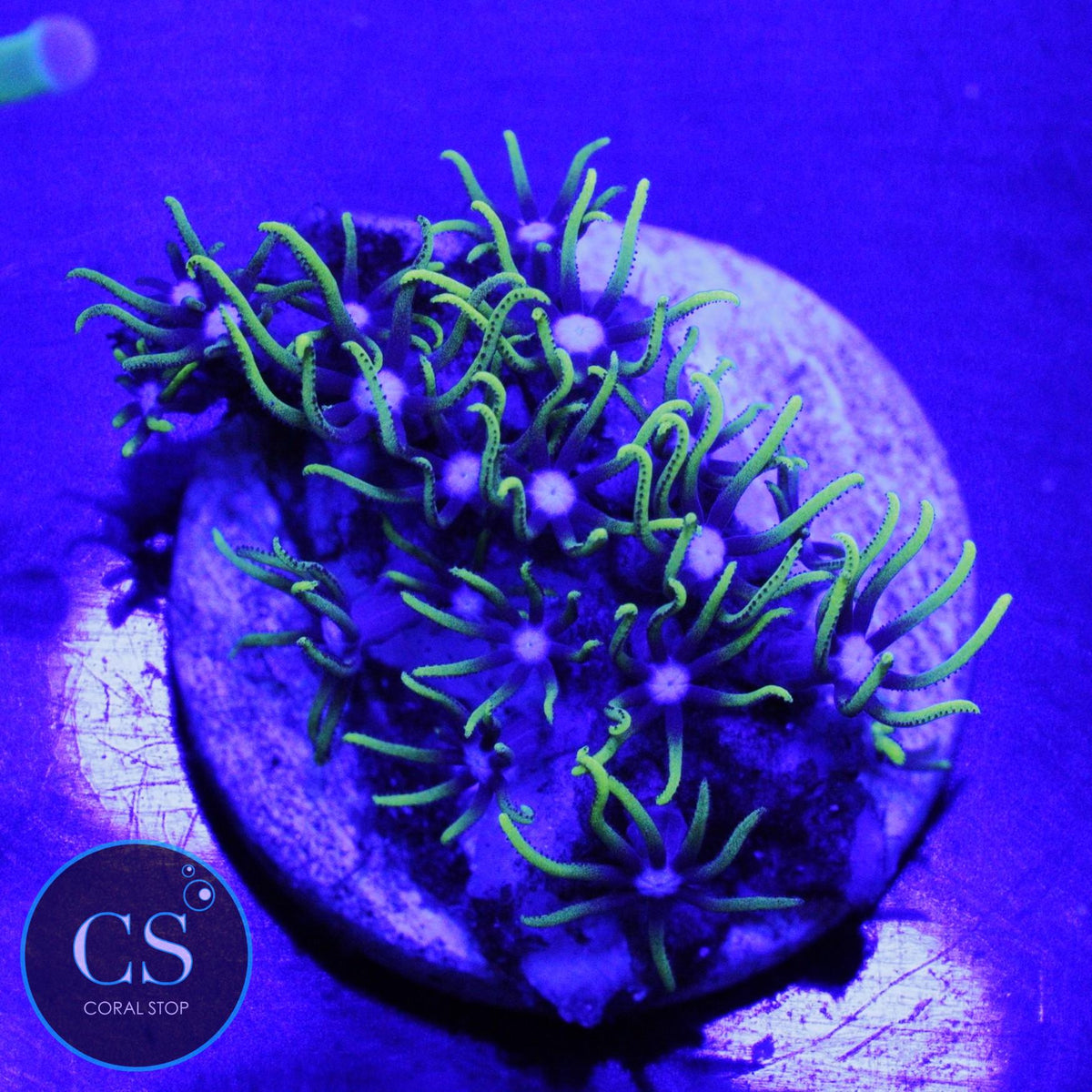 Green Star Polyps – Coral Stop
