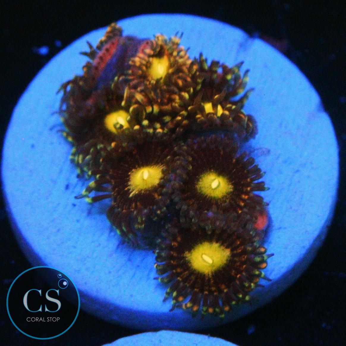 CALI KID BOZO BIRTHDAY ZOA – Coral Stop