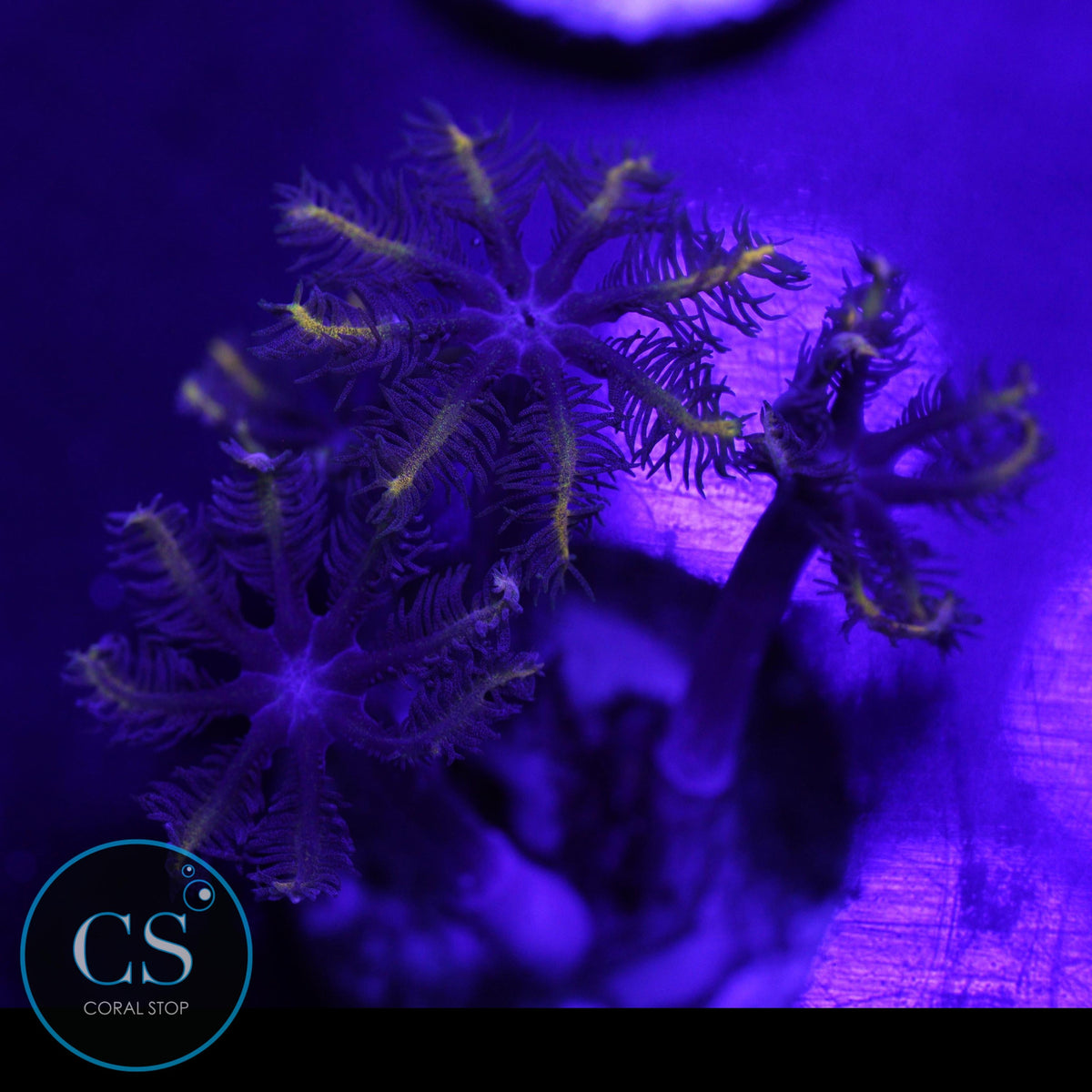 GOLDEN CLOVE POLYPS ZOA – Coral Stop