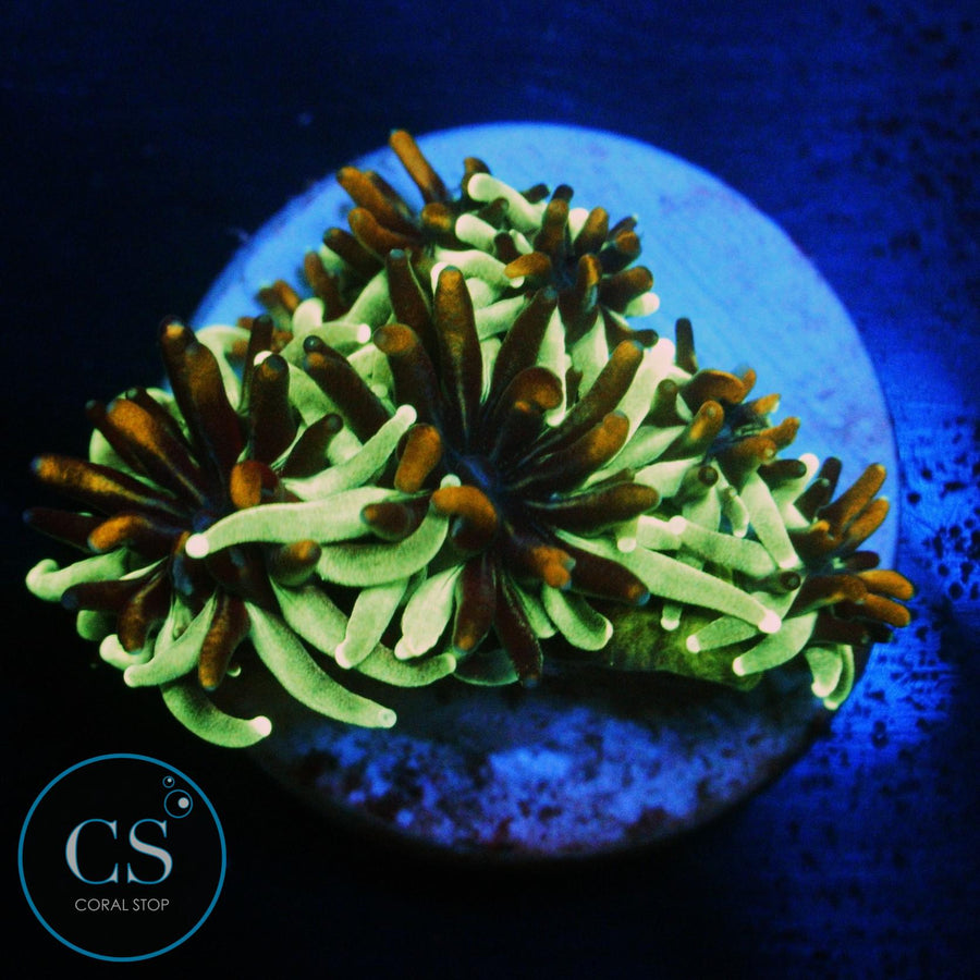 SONIC THE HEDGE HOG GALAXEA – Coral Stop