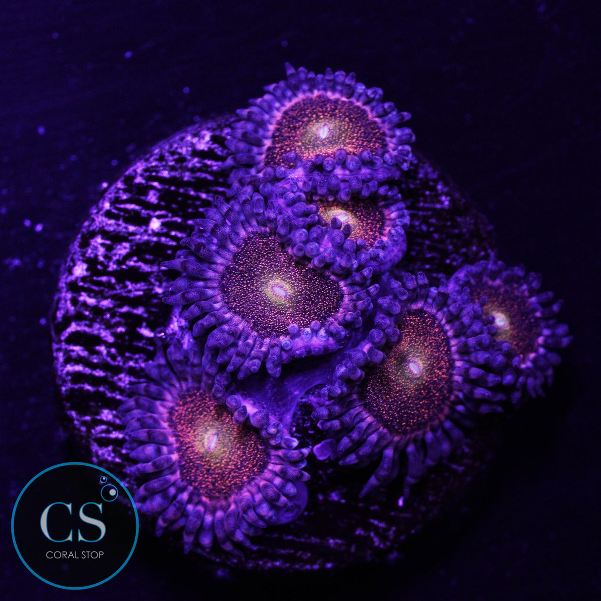 Mohawk Zoa – Coral Stop