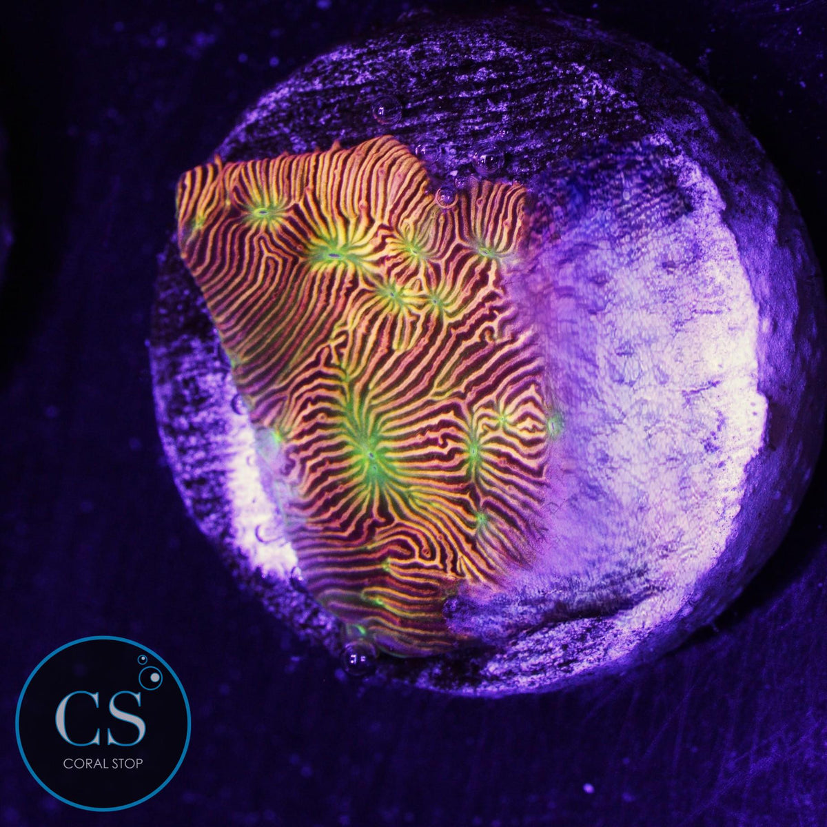 JF Jack O Lantern Lepto – Coral Stop