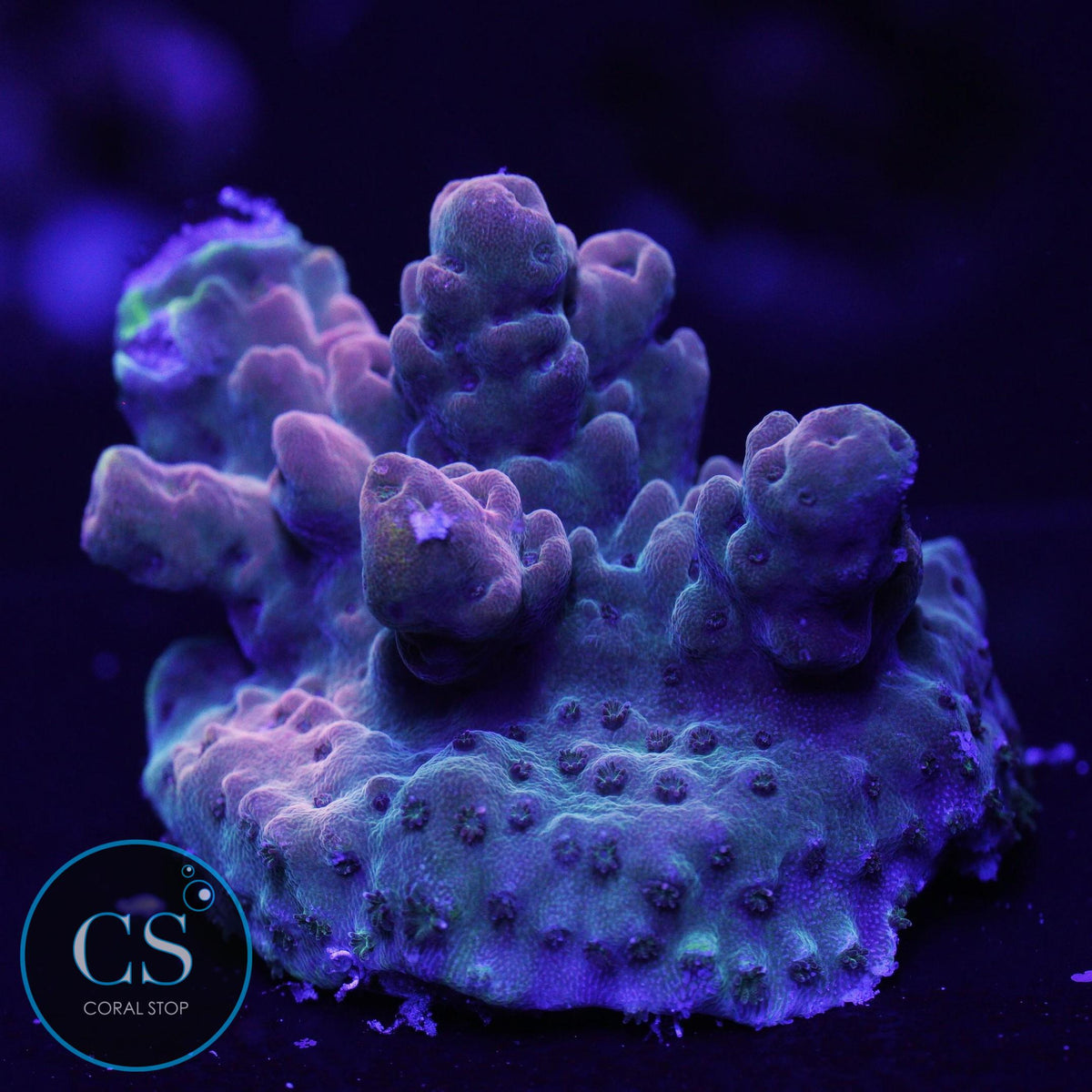 CS GOLDEN MIRAGE ACRO – Coral Stop