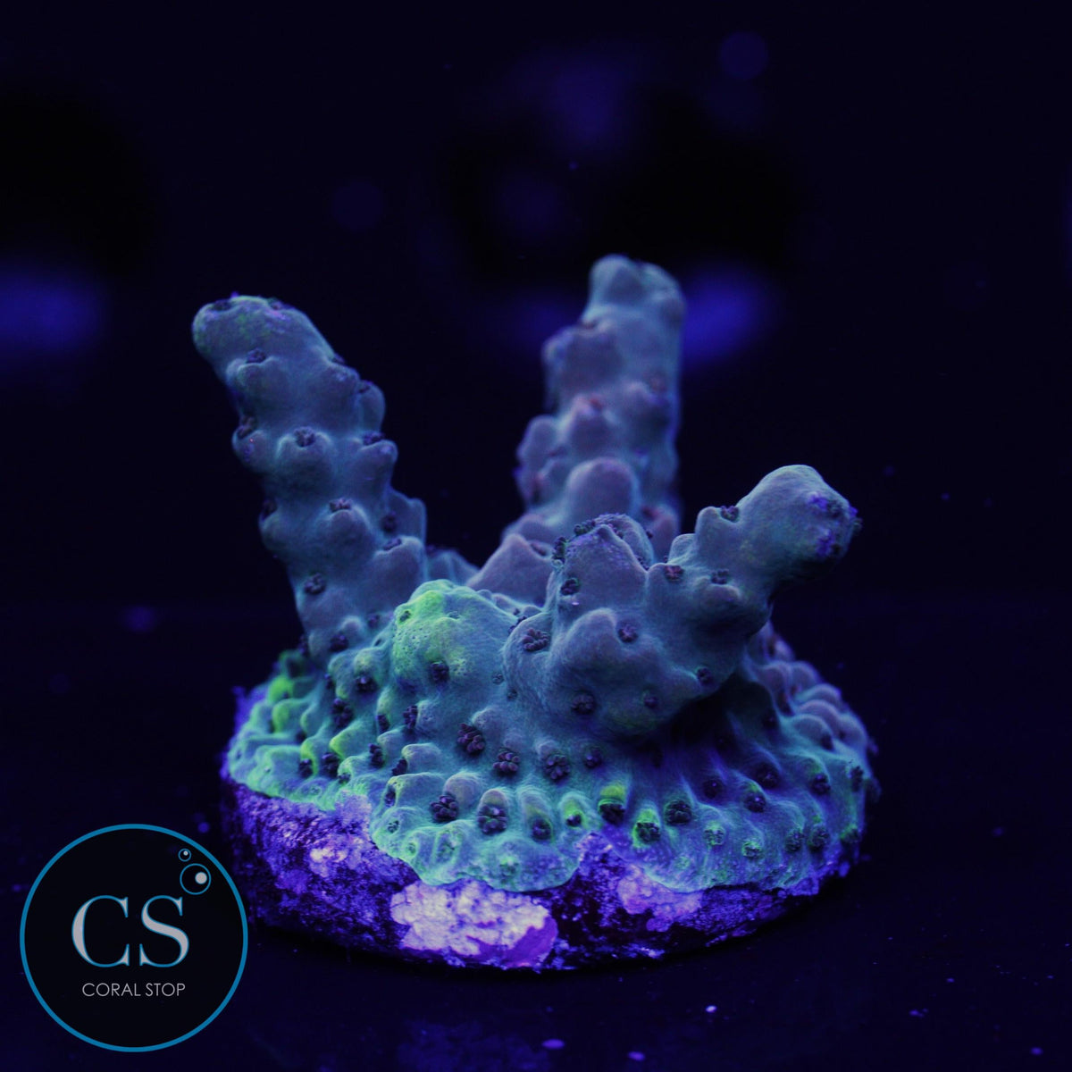 CS GOLDEN MIRAGE ACRO – Coral Stop