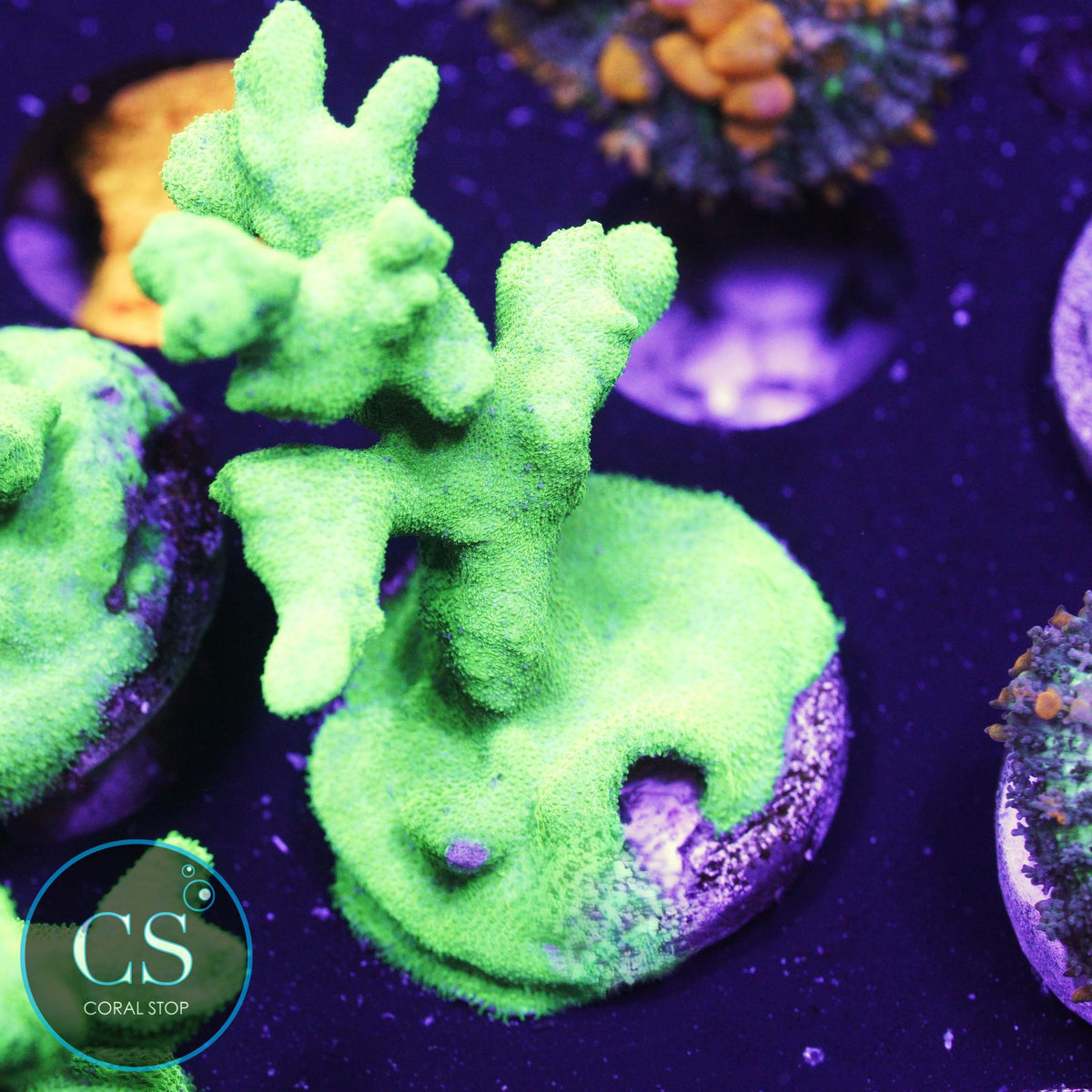 Neon Green Branch Psammocora – Coral Stop