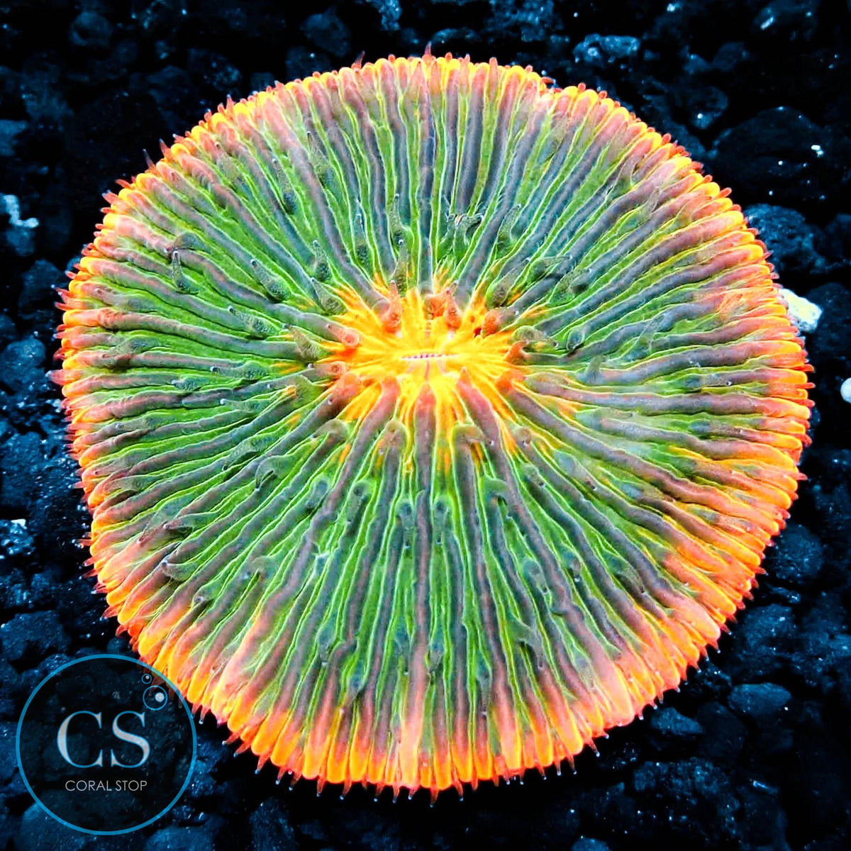 SOLAR CORE PLATE – Coral Stop