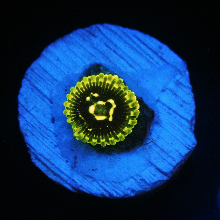 Exosphere Zoa – Coral Stop